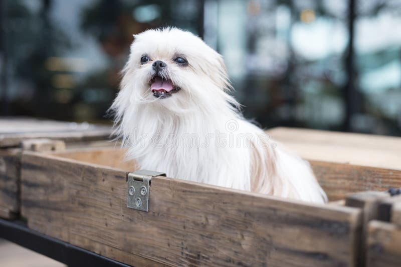 A dog on the box. stock image. Image of hunting, isolated - 89601399