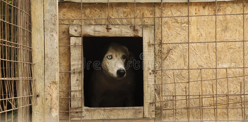 A dog in a box stock photo. Image of cute, outdoor, background - 124169570