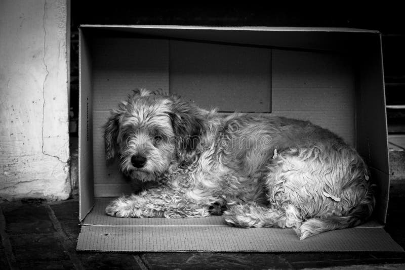 Dog in a box stock photo. Image of mongral, europe, shelter - 196531814