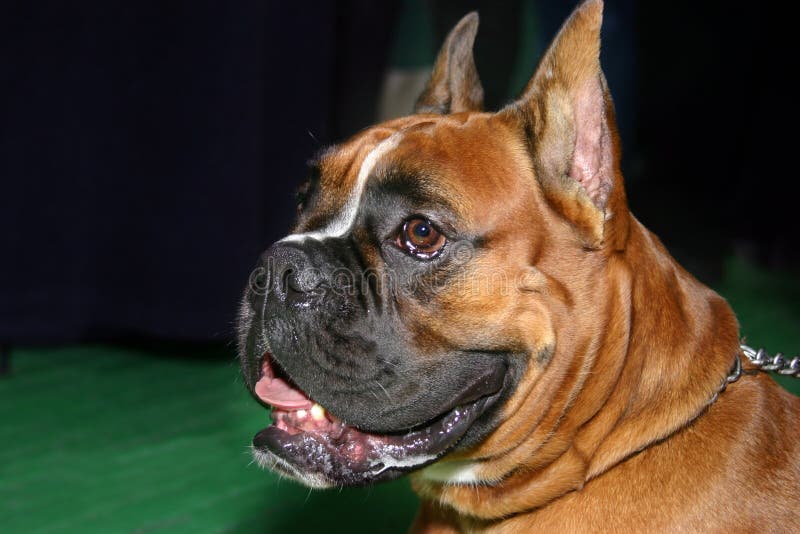 Boxer dog champion editorial stock image. Image of breeder - 12465739