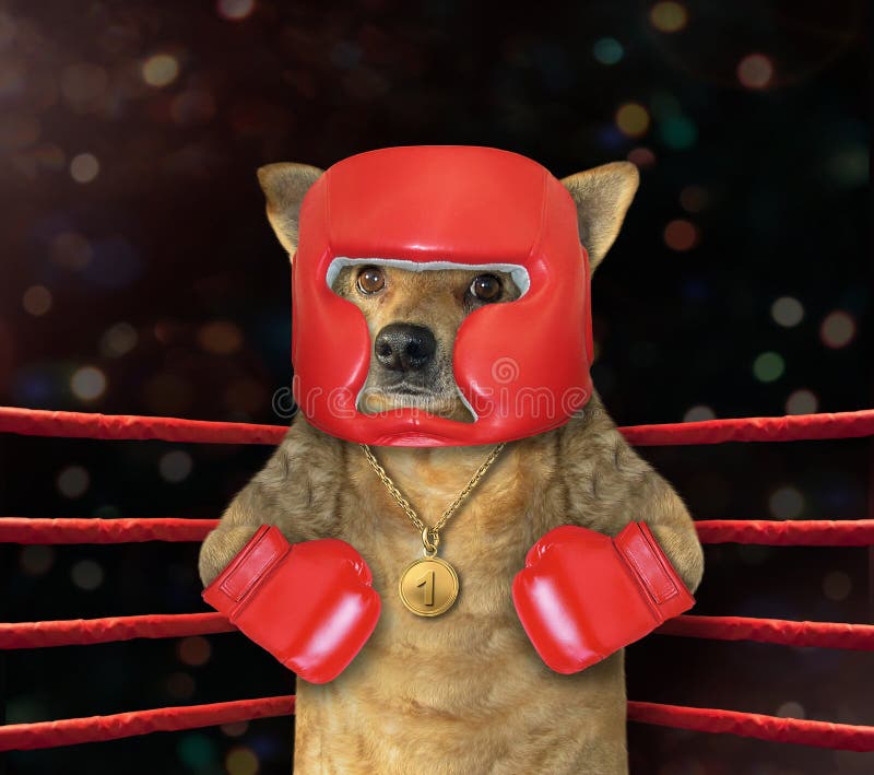 Funny Animal Boxing Stock Photos - Download 177 Royalty Free Photos