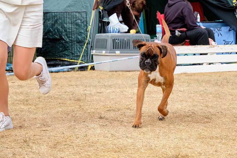 Dog Boxer Brown Ring Close-up on Dog Show Stock Image - Image of brown ...