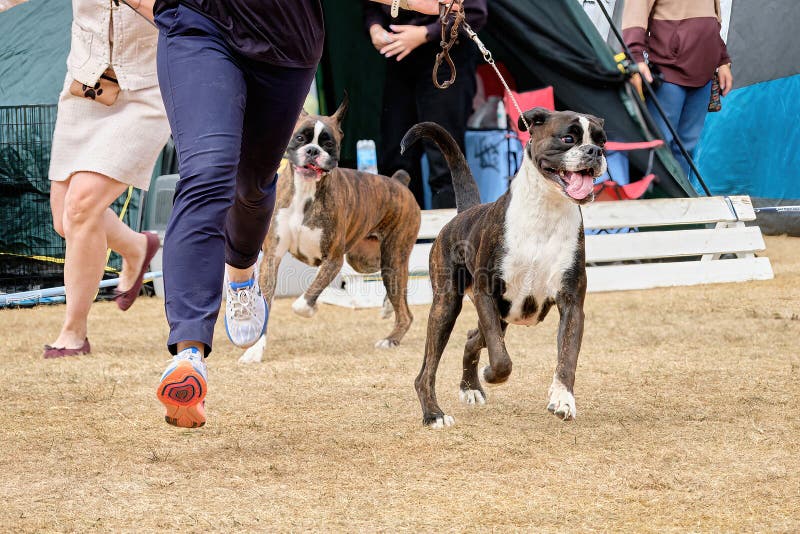 Dog Boxer in the Ring Close-up at the Dog Show Stock Image - Image of ...