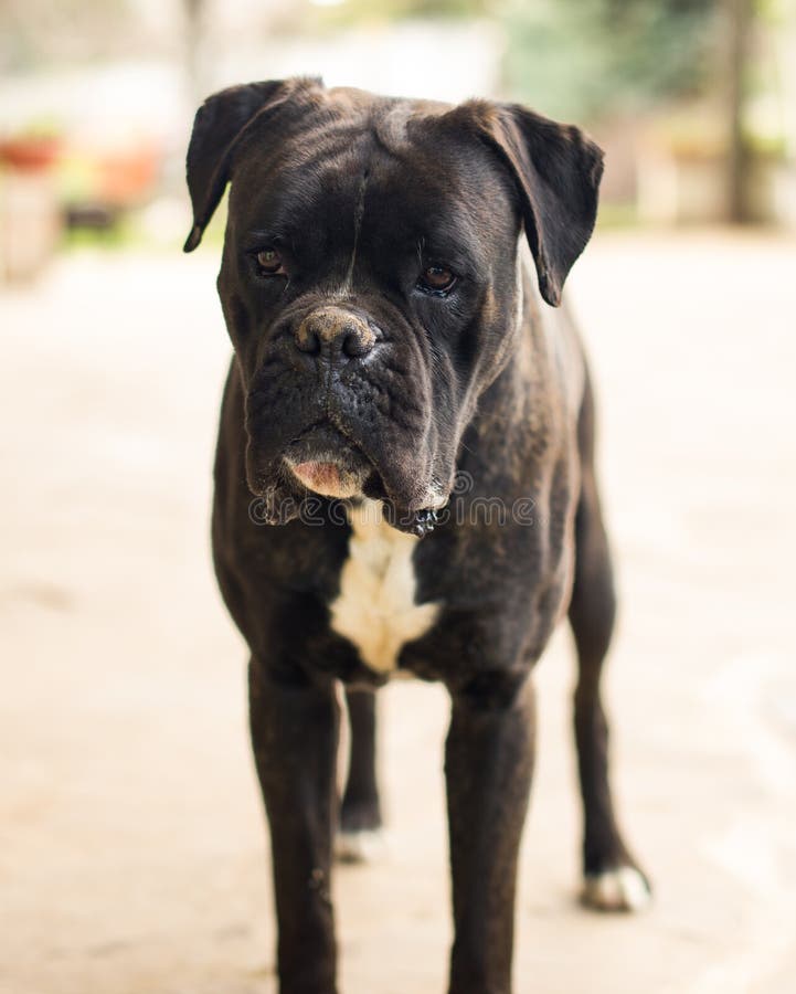 Dog Boxer stock image. Image of boxer, animal, walking - 30510129