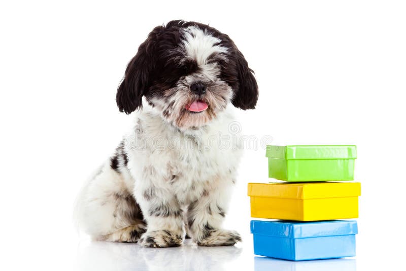 Dog with Boxes Isolated on White Background, Gift Stock Photo - Image ...