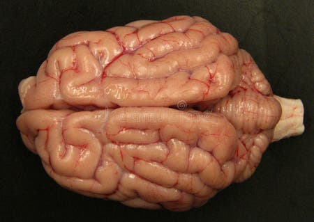Dog Brain stock image. Image of dissection, encephalitis - 22087325