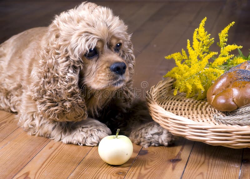Dog and breakfast stock photo. Image of morning, natural - 6225254