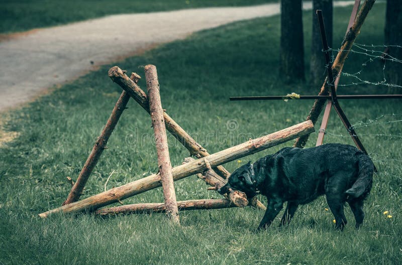 Dog Breaks a Wooden Barrage Stock Photo - Image of fence, white: 93525106