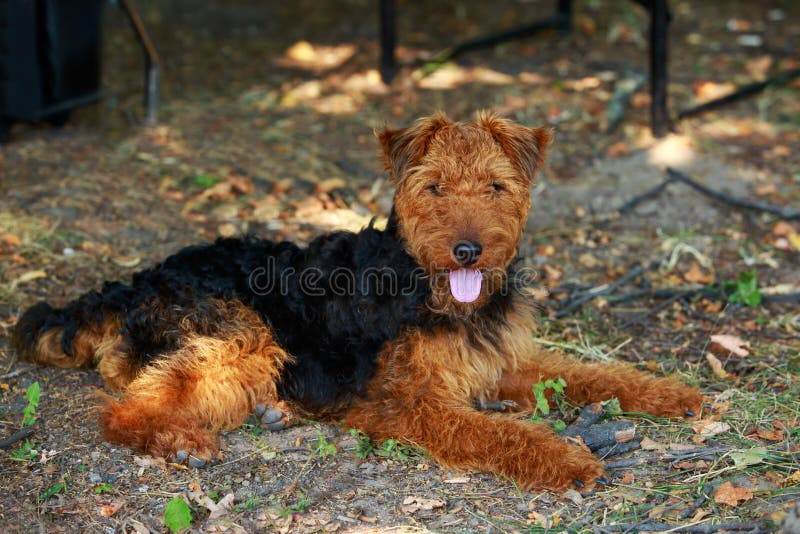 Dog breed Airedale stock photo. Image of lying, cute - 152842368