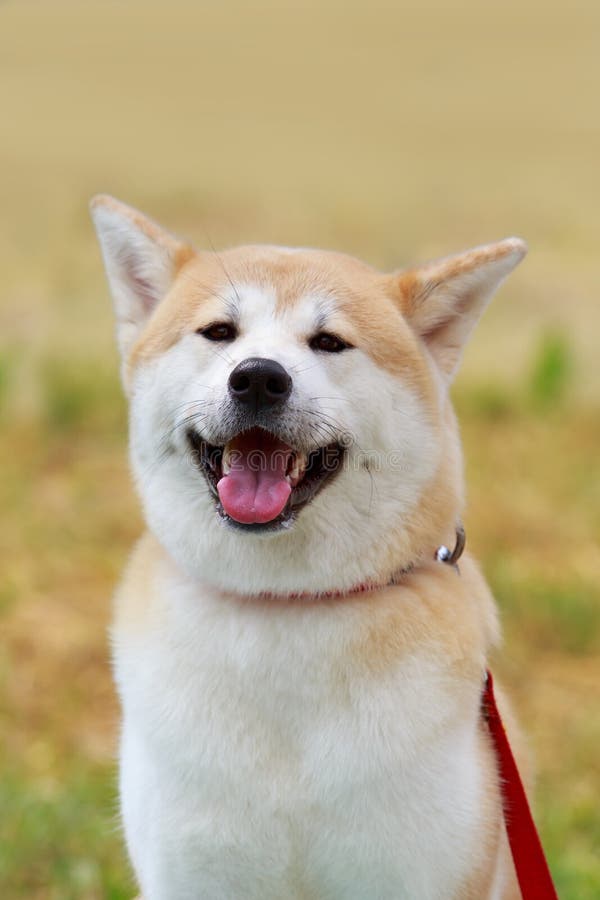 Dog breed Akita Inu stock image. Image of stance, adult - 166828597