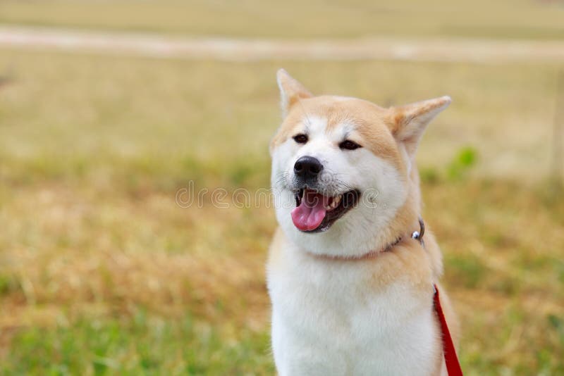 Dog breed Akita Inu stock photo. Image of looking, purebred - 79230212