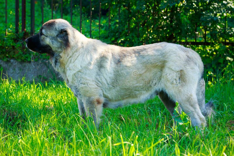 Alabai Stock Images - Download 1,362 Royalty Free Photos