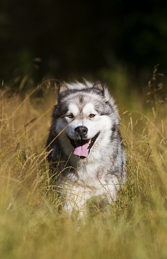 Dog Breed Alaskan Malamute Outdoors Stock Image - Image of grass ...