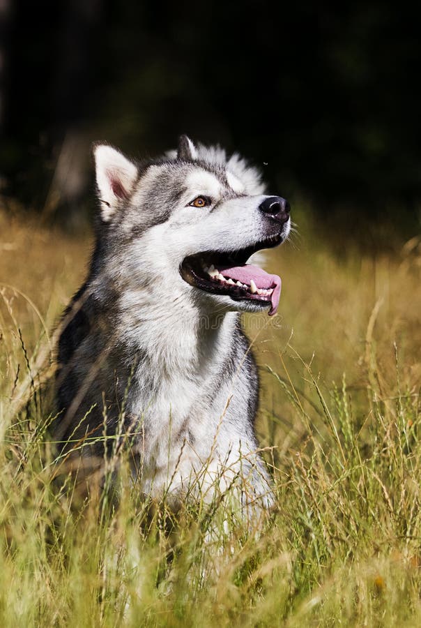 Dog Breed Alaskan Malamute Outdoors Stock Photo - Image of domestic ...