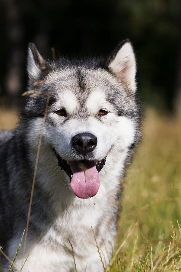 Dog Breed Alaskan Malamute Outdoors Stock Photo - Image of canine ...