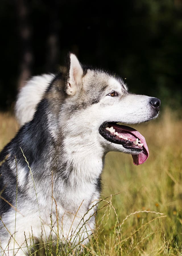 Dog Breed Alaskan Malamute Outdoors Stock Image - Image of animal ...