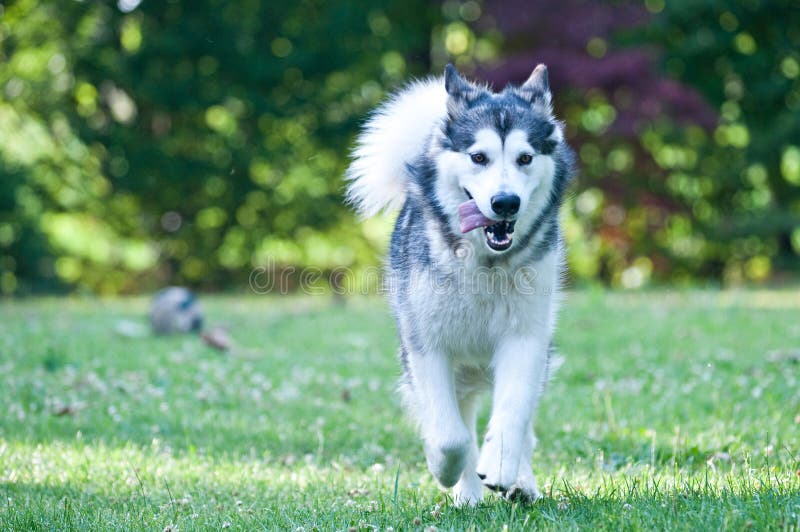 Dog breed alaskan malamute stock photo. Image of breeds - 43084820