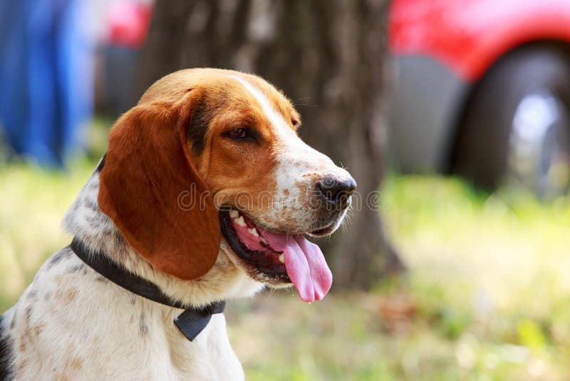 Dog Breed Anglo-Russian Hound Stock Photo - Image of portrait, beauty ...