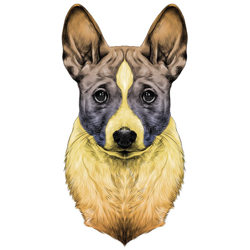 Dog Breed Basenji Head Sketch Vector Stock Vector - Illustration of ...