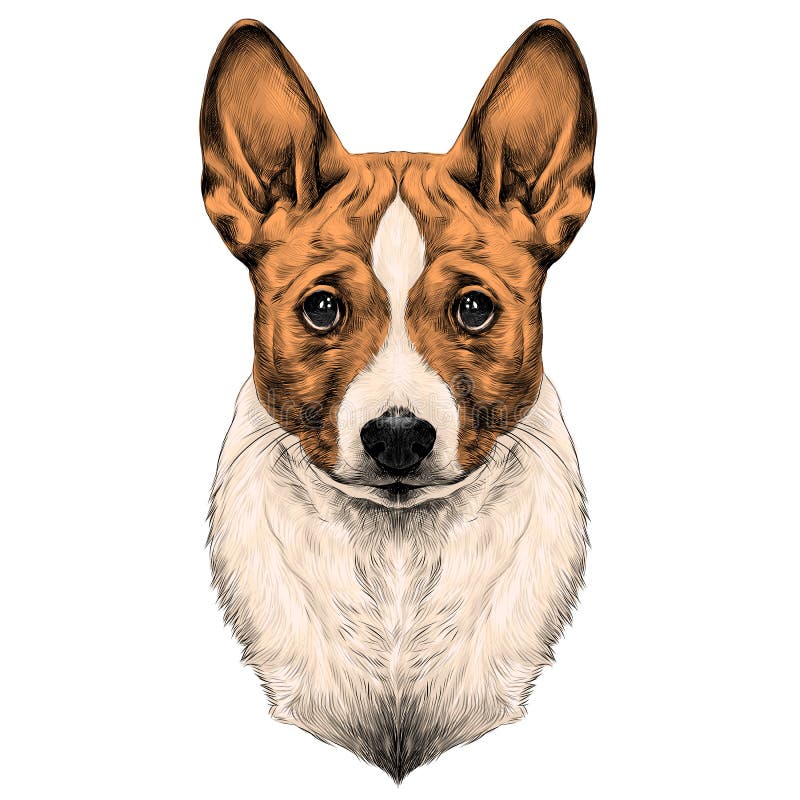 Dog Breed Basenji Head Sketch Vector Stock Vector - Illustration of ...