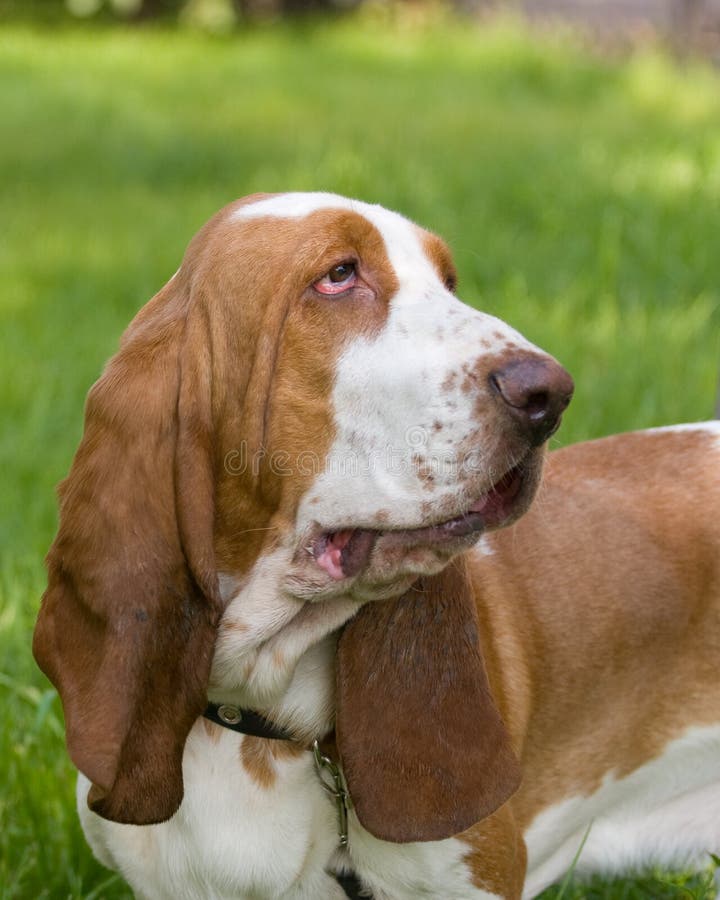 Dog of breed baset-haund stock photo. Image of pupil, color - 6892528