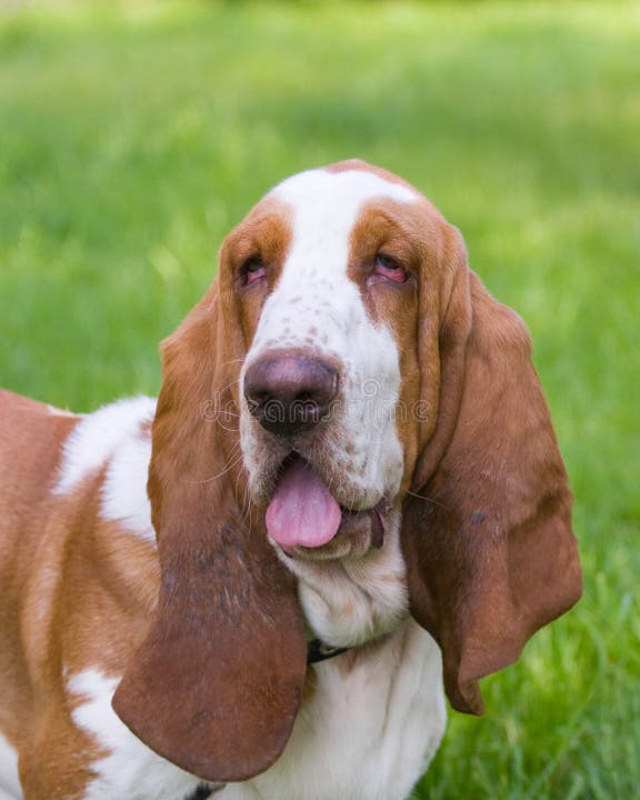 Dog of breed baset-haund stock photo. Image of pedigree - 8909420