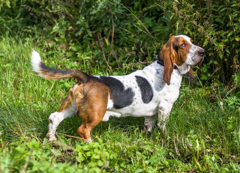 Dog stock image. Image of predator, summer, basset, wool - 34004313