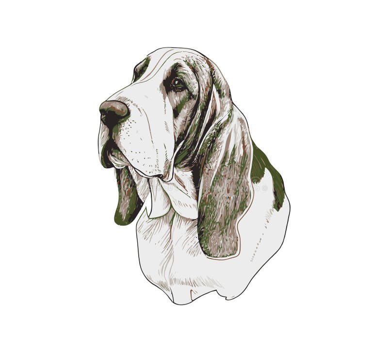 Dog Breed Basset Hound. Vector Illustration Stock Vector - Illustration ...