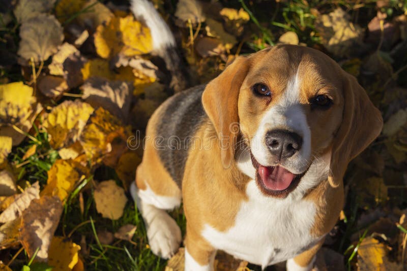 Dog Breed Beagle in the Autumn Forest on a Sunny Day Stock Image ...