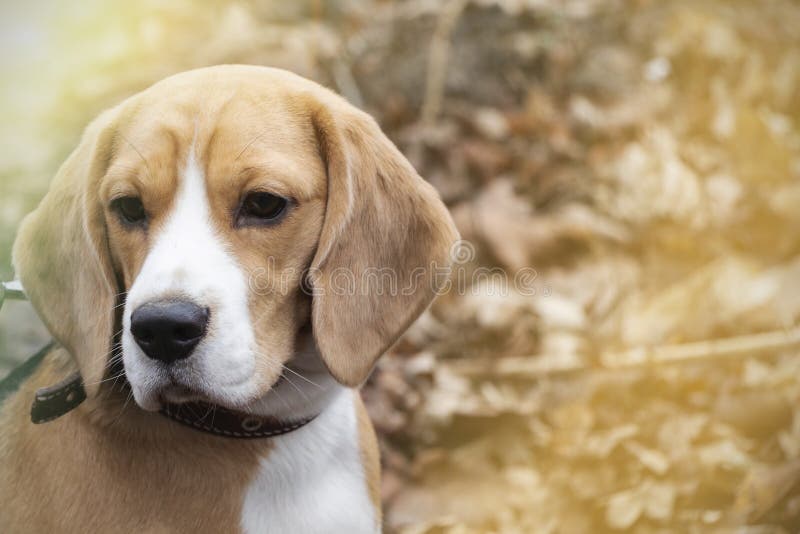 Dog Breed Beagle in the Autumn Forest on a Sunny Day Stock Photo ...