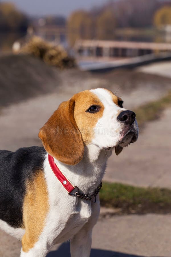 Dog breed beagle stock image. Image of small, lying, face - 81143523