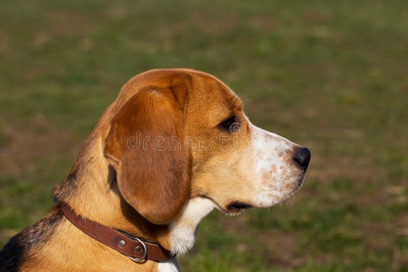 Dog breed beagle stock photo. Image of mammal, canine - 81157232