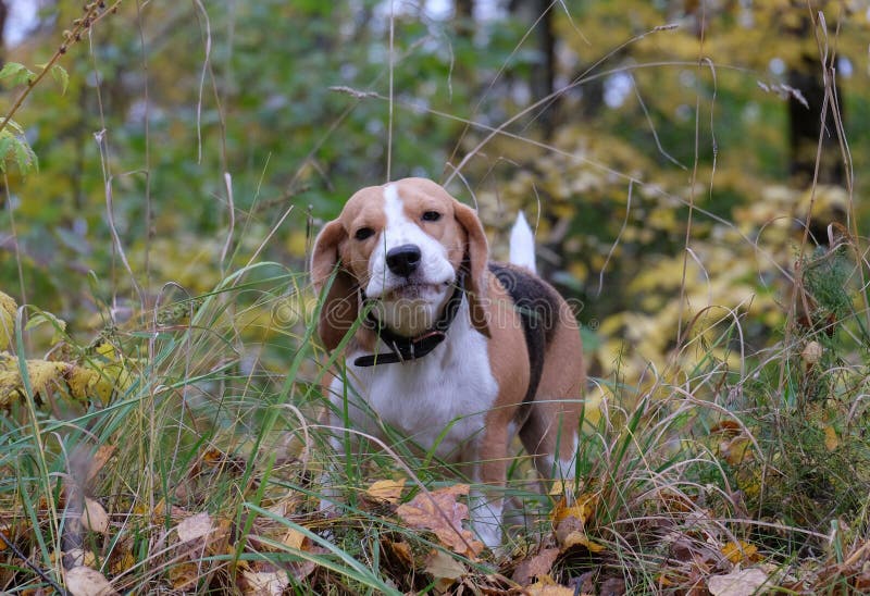 Beagle Eats from a Bowl on a Green Meadow at Summer Evening Stock Photo ...