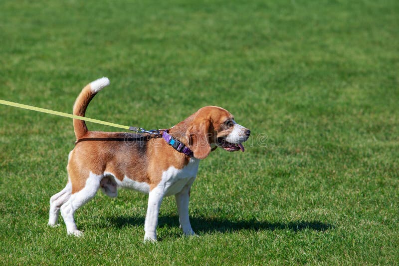 The dog breed beagle stock photo. Image of spotted, grass - 270764922