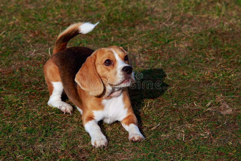 Dog breed beagle stock image. Image of hair, short, purebred - 130858713