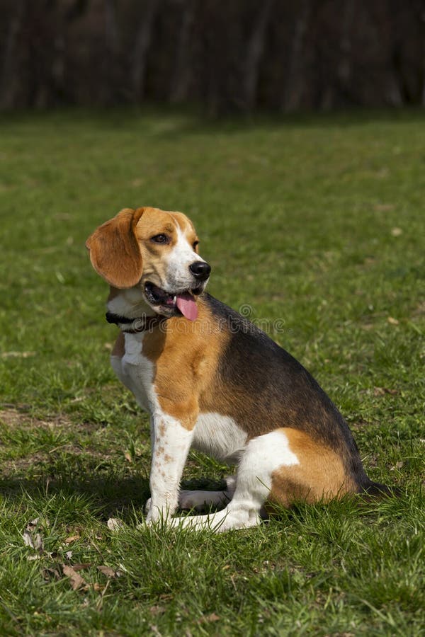 Dog breed beagle stock image. Image of sitting, animal - 73847643