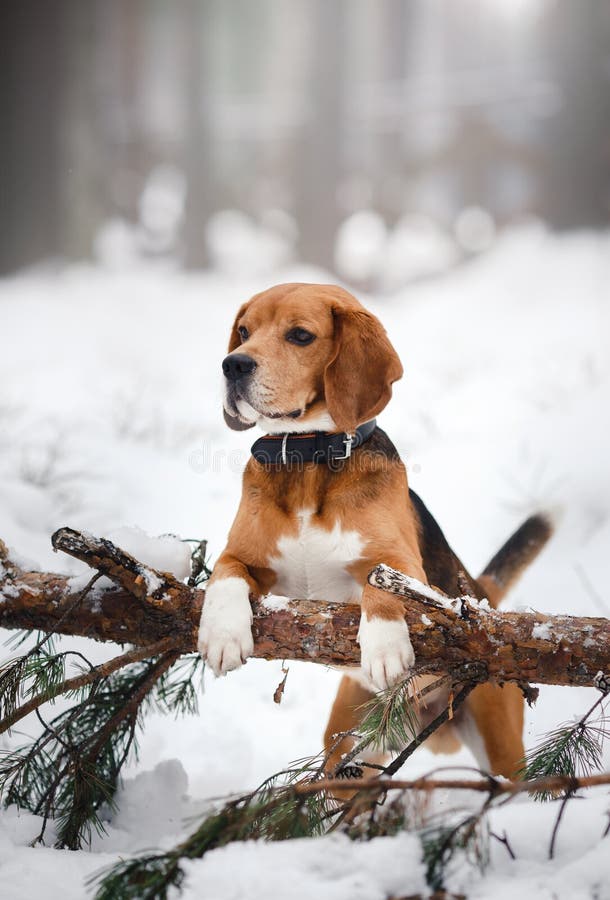 Dog Breed Beagle Walking in Winter, Portrait Stock Image - Image of ...