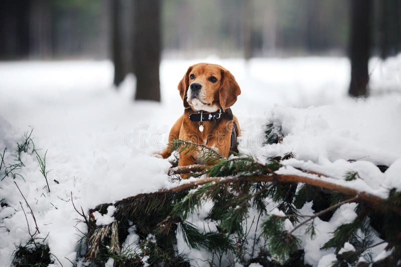 Dog Breed Beagle Walking in Winter, Portrait Stock Image - Image of ...
