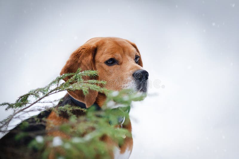 Dog Breed Beagle Walking in Winter, Portrait Stock Photo - Image of ...