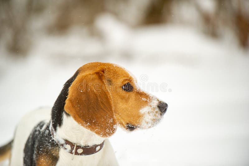 Dog Breed Beagle in Winter Play in the Snow Outdoors Stock Photo ...