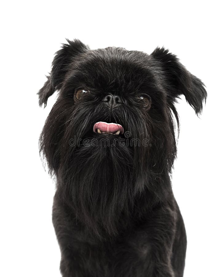 Dog breed Belgian Griffon stock photo. Image of animal - 144575456