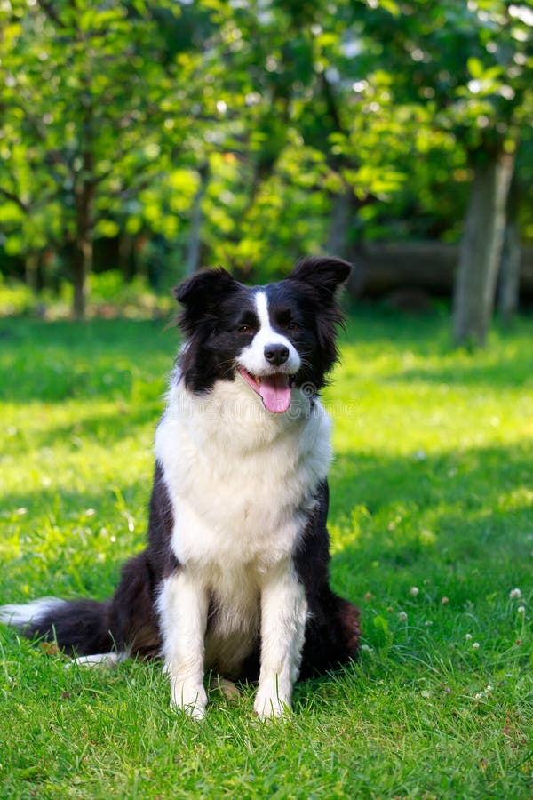 Dog breed Border Collie stock image. Image of smile - 274859421