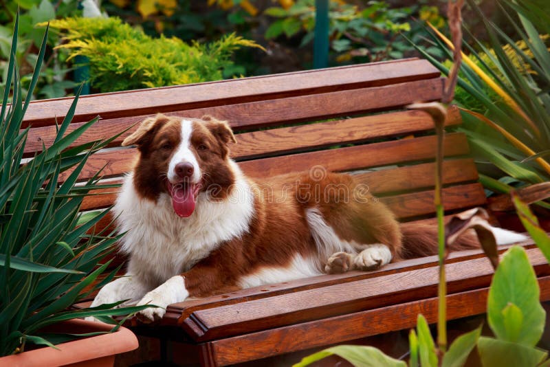 Dog breed Border Collie stock image. Image of close - 132760715