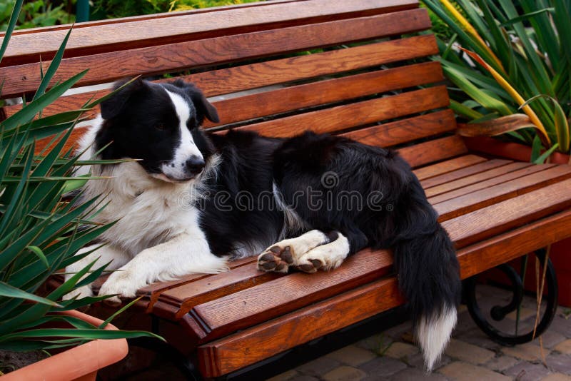 Dog breed Border Collie stock photo. Image of green - 135039730