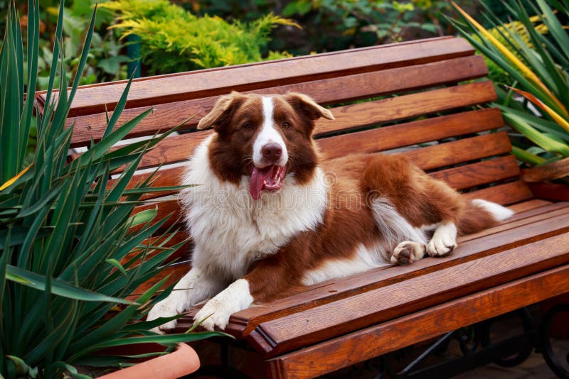 Dog breed Border Collie stock image. Image of open, purebred - 136196119
