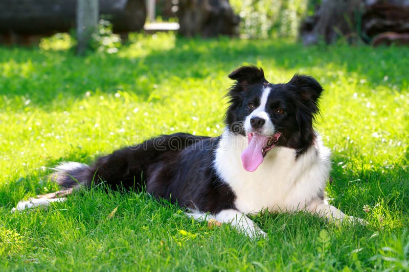 Dog breed Border Collie stock photo. Image of portrait - 273974558