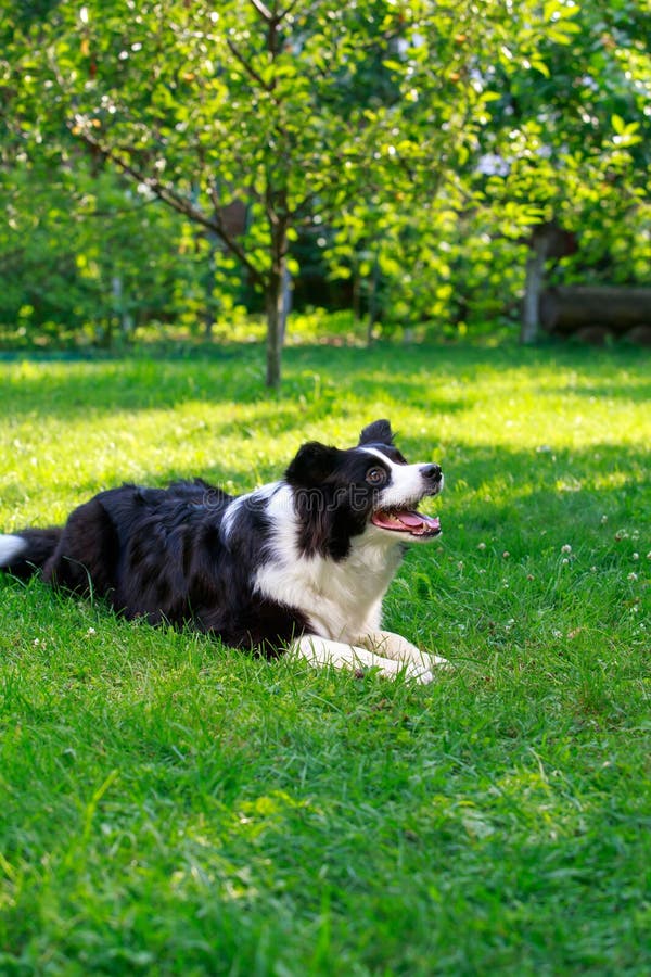 Dog breed Border Collie stock image. Image of adorable - 275447625