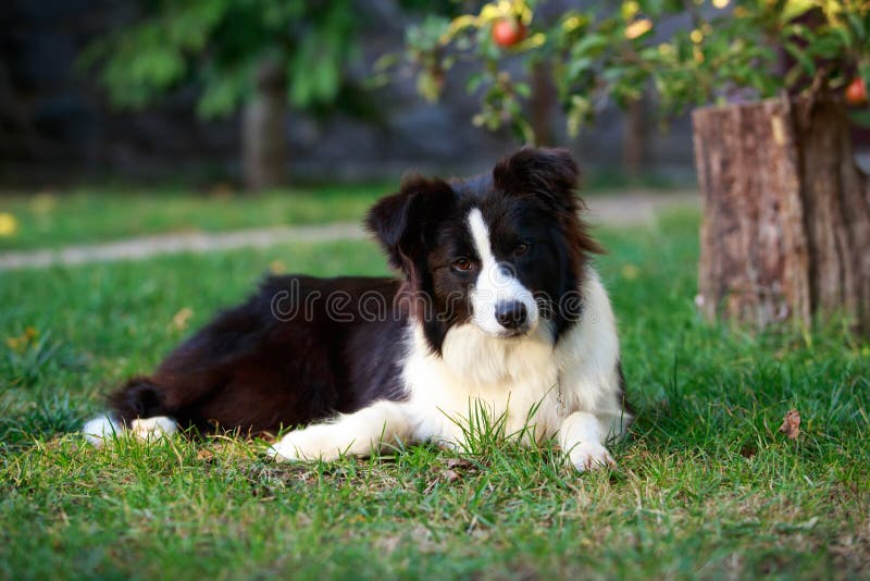 Dog breed Border Collie stock image. Image of friendly - 176873637