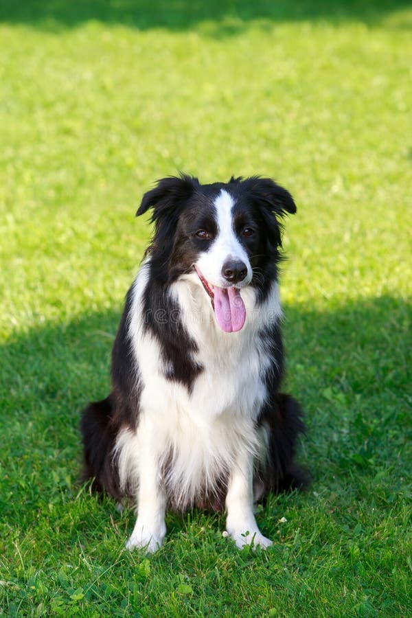 Dog breed Border Collie stock photo. Image of nature - 275447536