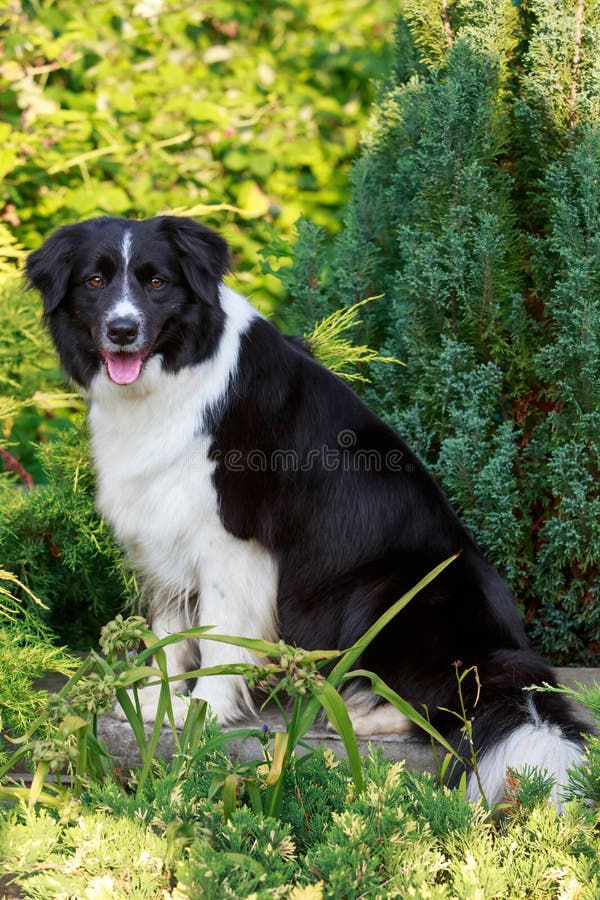 Dog breed Border Collie stock photo. Image of female - 276088884